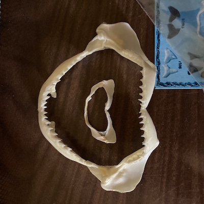 Real Spottail Reef Shark Jaw Bonegrade AL. 45w. 33-1/2 Buyers ...