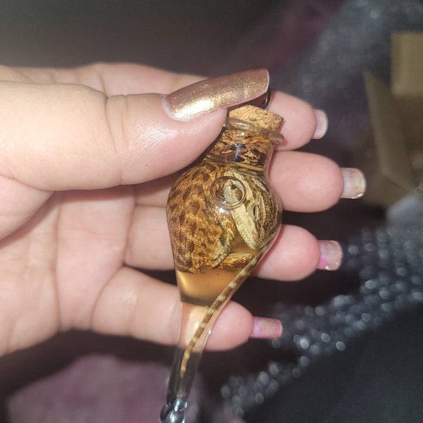 Real Snake Specimen,real Animal Specimen,clean and Complete,specimen ...