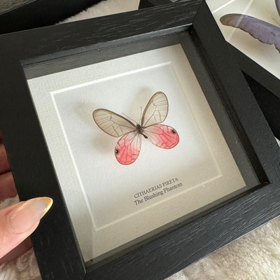 The Blushing Phantom Butterfly in Box Frame cithaerias Pireta - Etsy