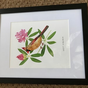 Louisiana State Bird Art Print Louisiana Brown Pelican and Magnolia ...