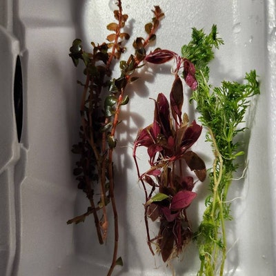 Fully RED Plants With Pogostemon Helferi Downoi Freshwater - Etsy