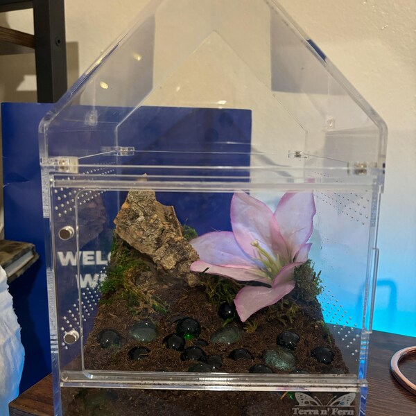 Luna Moth Spider Hide - Etsy