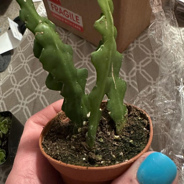 Fishbone Cactus | Epiphyllum Anguliger Ric Rac Cactus | Zig Zag Cactus ...