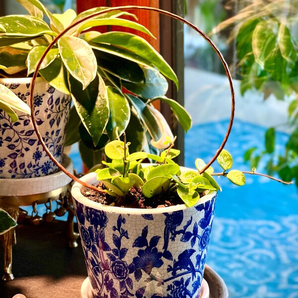 Hoya Mathilde Splash | Live Indoor & Outdoor Tropical House Plant ...