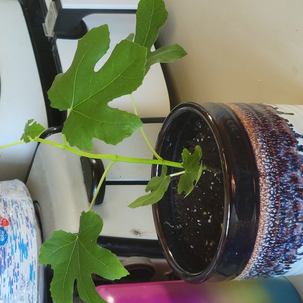 Fignomenal Fig Live Plant - Dwarf Fig Perfect for Containters - *non ...