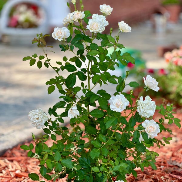 Princess Sakura. 樱花公主 Japanese Rose.continue Blooming. Disease ...