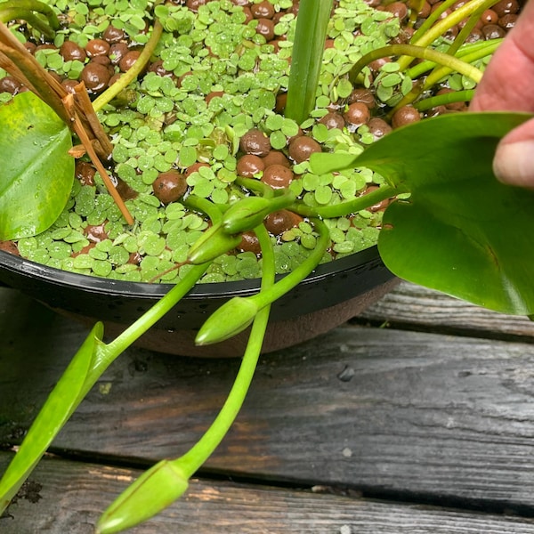 Water Poppy Hydrocleys Nymphoides Floating Pond Plant Water Poppy 3 ...