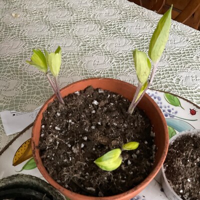 2 Live Coreopsis Verticillata 'zesty Zinger Threadleaf Coreopsis ...