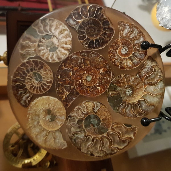 Ammonite Disc Fossil Conch Specimenfree Standspiral Shell Fossilfossil ...