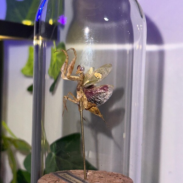 Praying Mantis in Glass Dome Display | Real Insect Taxidermy Specimen ...