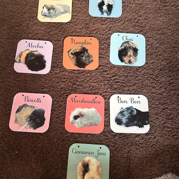 Guinea Pig Name Tag, Guinea Pig Accessories, Pet Tag, Guinea Pig ...