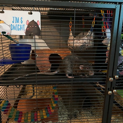 Personalized Rat or Mouse Name Plate Tag Small Animal Cage - Etsy