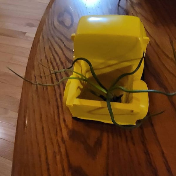 Tillandsia Bulbosa | Alien Air Plant - Etsy