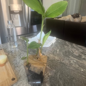 Elephant Ear loti 5 Plant | Etsy