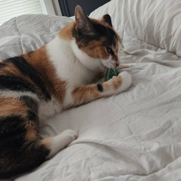 Catnip "nug" Cat Toys - Etsy