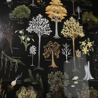 Scottish Highland Flora and Fauna Art Print Nature Botanical Print ...