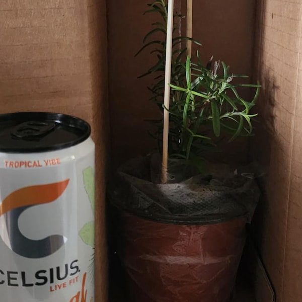 Ash Gourd Plant in 4 Inch Pot, Live Long Winter Melon Plants Potted ...