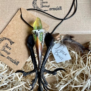 Real Mole Bone Displays. Bone Display. Mounted Mole Bones. | Etsy UK