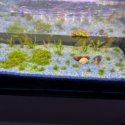 Tank One, Various Live Aquarium/aquatic/background/midground/foreground ...