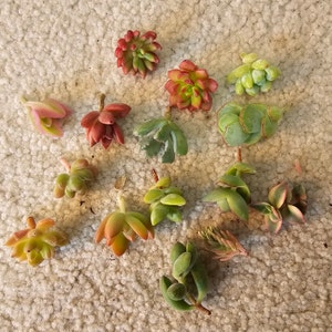 Miniature Pine Tree - Etsy