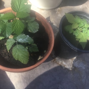 Fall Gold Raspberry Starter Plant Sweet Raspberries Yellow Berry Fruit ...