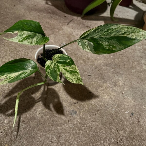 Carnival Pothos Teruno Series Epipremnum Aureum Carnival Terunoworld ...