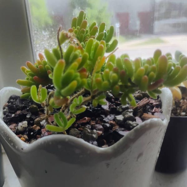 Beautiful Succulent: Dicrocaulon Ramulosum (l.bolus) Ihlenf Purple ...