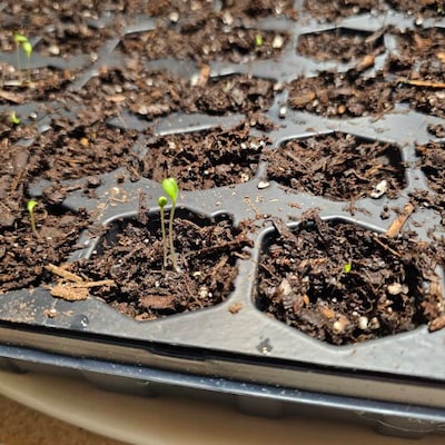 Billy Button Seeds, Craspedia, Billy Balls, Craspedia Globosa CD0150 - Etsy