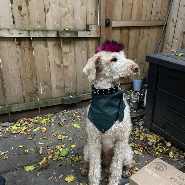 Dog Mohawk Size Large - Etsy