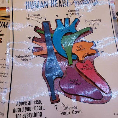 Heart Anatomy Printable Activity, Human Body Game, About Me, Heart ...