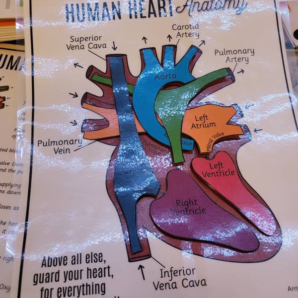 Heart Anatomy Printable Activity, Human Body Game, About Me, Heart ...