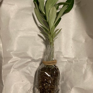 1 Grafted Doubleblack Purple Adenium - Etsy