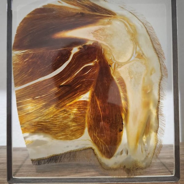 Horse Hoof Anatomy Labelled Teaching Chart Equine Foot Anatomical ...