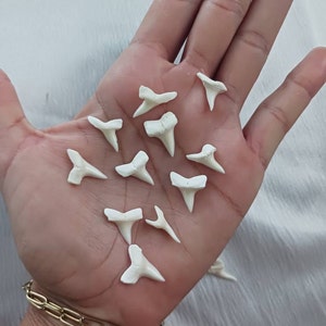 Raccoon Skull Real Bone Animal Taxidermy Bones Macabre Horror - Etsy