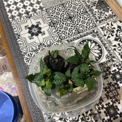 3 Snowcap Daises Leucanthemum Superbum Shasta Daisy Super Fragrant ...