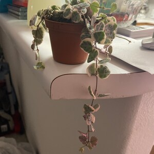 Goldfish Watering Can Fish Watering Can Cute Watering Can | Etsy