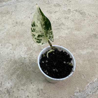 Albo Monstera Deliciosa Variegated white Tiger Kunzo Lineage USA Seller ...