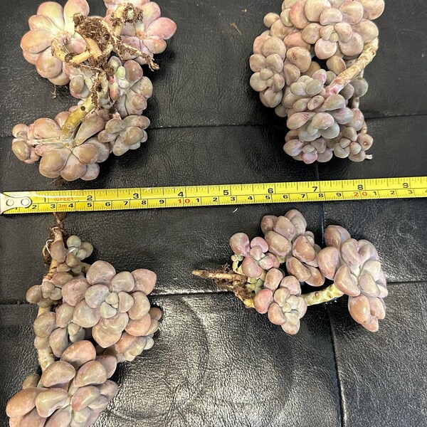 5" Live Succulent Plants, Graptopetalum Ellen, Easy Care Plants - Etsy