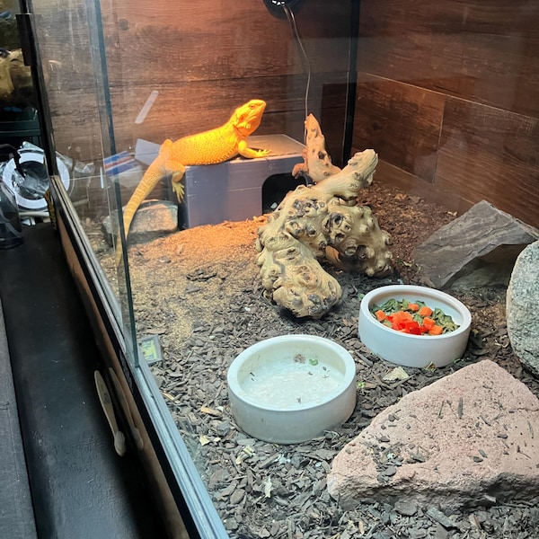 Reptile Slate Hide Real Stone Enclosure Reptile Decor Enrichment ...