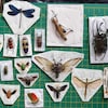 Pack of 5 Jewel Beetles Gelaeus Walkeri 20/30mm, for All Your Taxidermy ...