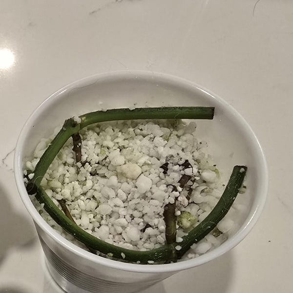 Cebu Ghost 2 Wet Sticks | NODES | Unrooted | Epipremnum Cebu Blue Ghost ...