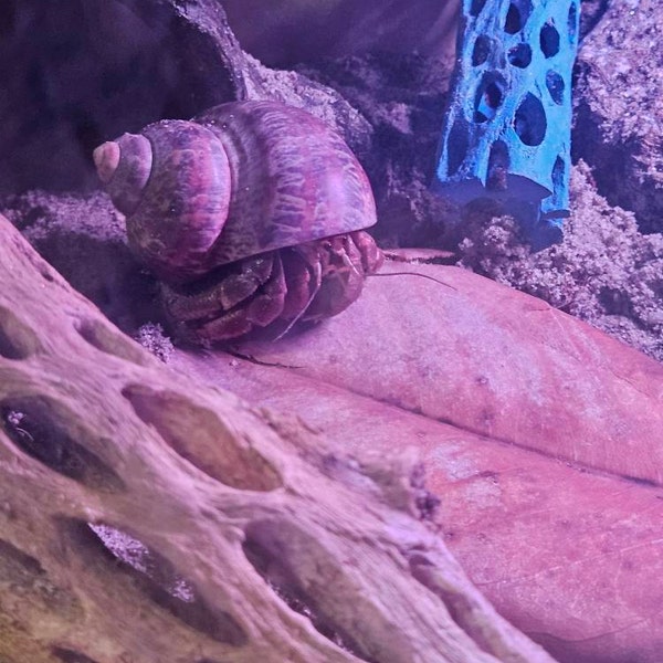 Pinch Jar 12 Count Set for Hermit Crabs - Etsy