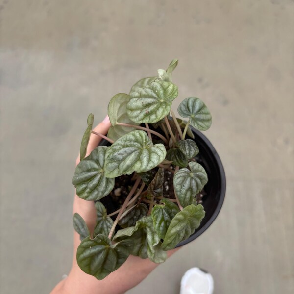 Mini Monstera Plant Rhaphidophora Tetrasperma Swiss Cheese Plant Split ...