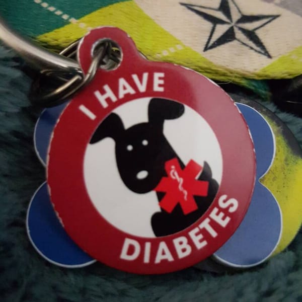 Medical ID Tag - I Have Diabetes Dog Medical Alert - Etsy