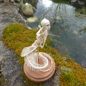 Sphinx Skeleton Curiosity Cabinet - Etsy