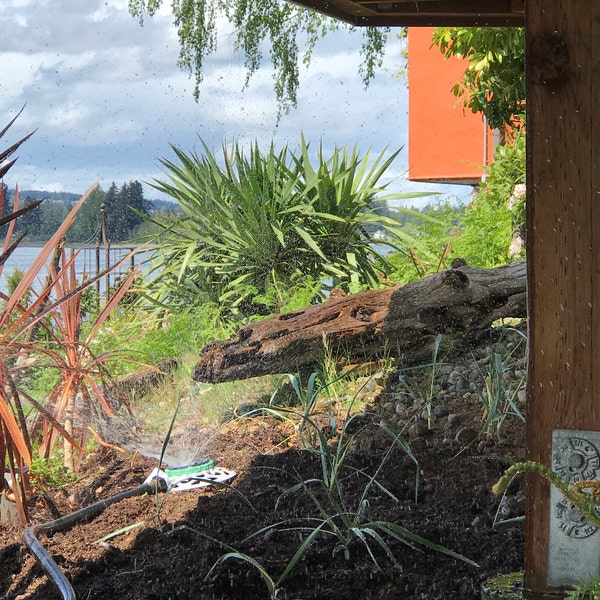 6 Blue Dune Lyme Sea Grass Starter Plants (organically Grown Leymus ...