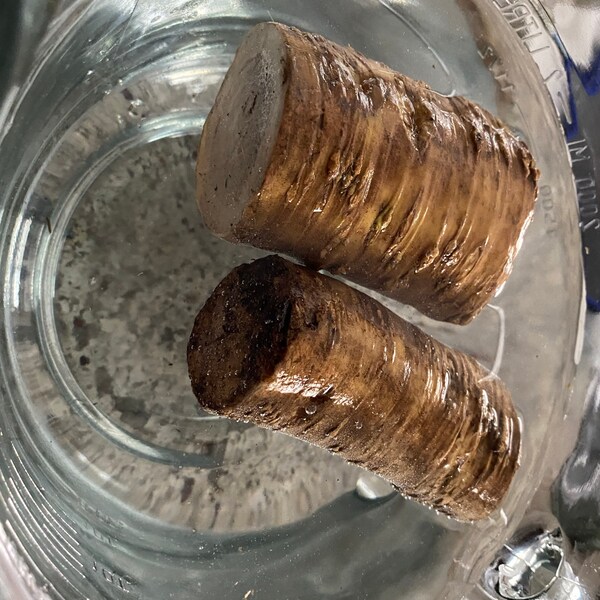 Wolf Bean, Lupine, Lupini Bean Packet; Flower & Vegetable - Etsy