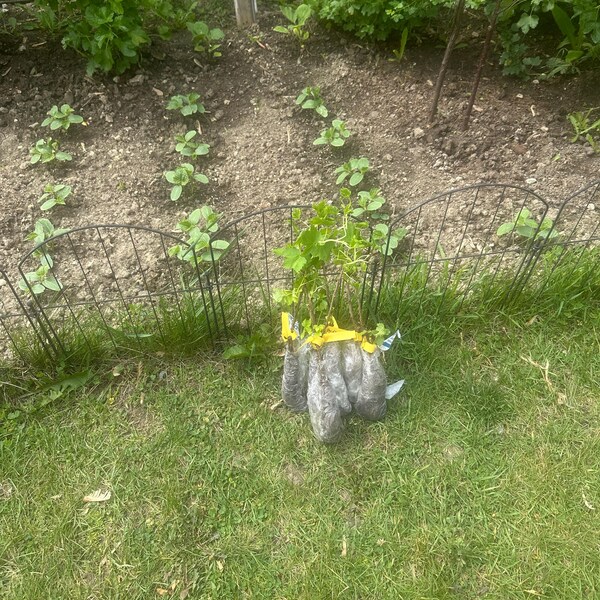 1 Perfection Red Currant Plant, Zones 3-7 - Etsy