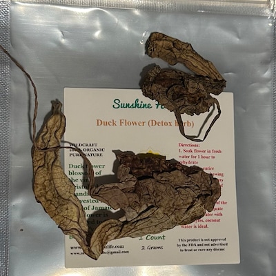 Jamaican Duck Flower Capsules Aristolochia Grandiflora Fresh Harvest ...