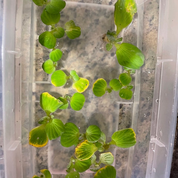 BUY 2 GET 1 FREE Water Lettuce-easy Live Aquarium Pond Aquatic Plant - Etsy